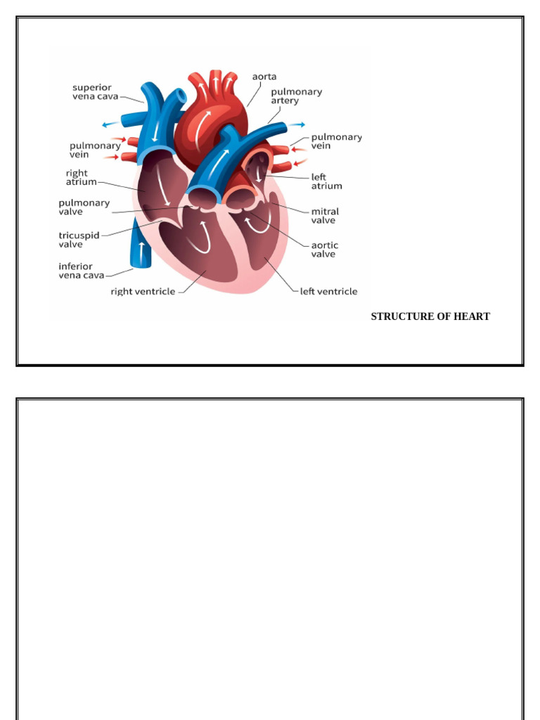 Structure of Heart | PDF