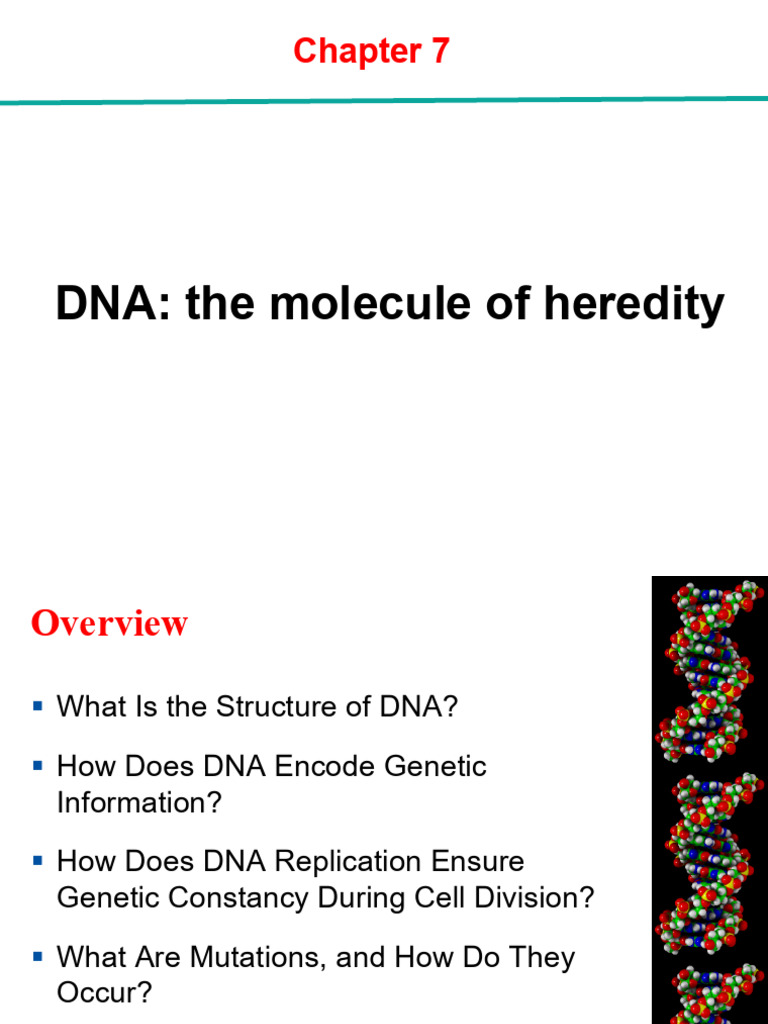 Chapter 7 - DNA The Molecular of Inheritance | PDF | Dna | Translation ...
