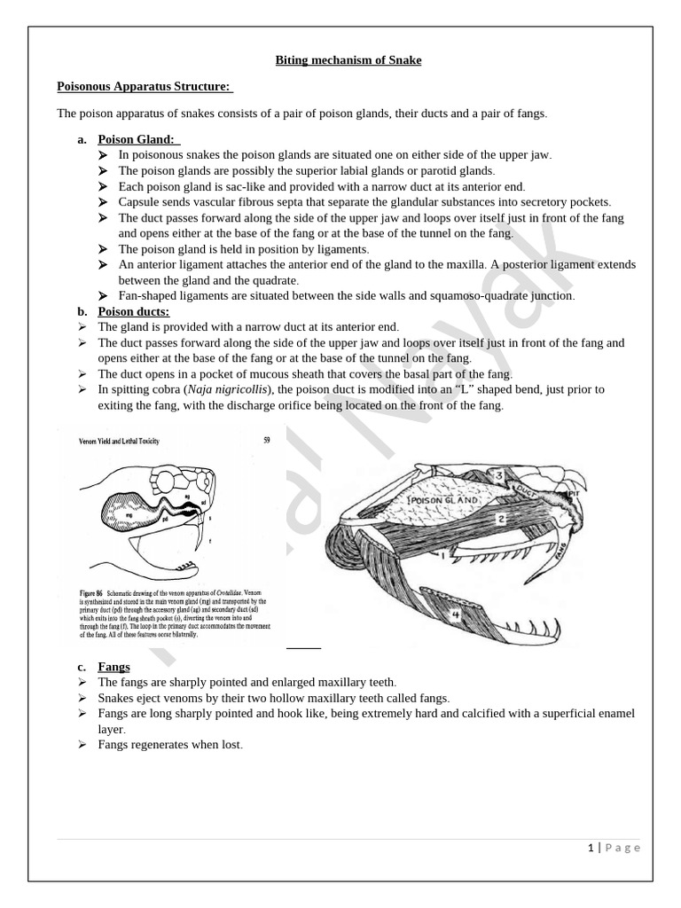 Snake Biting Mechanism Explained | PDF | Snake