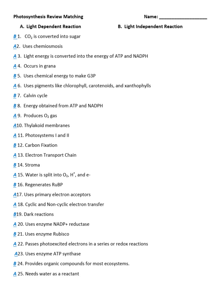 Photosynthesis Review Matching Answer Key | PDF