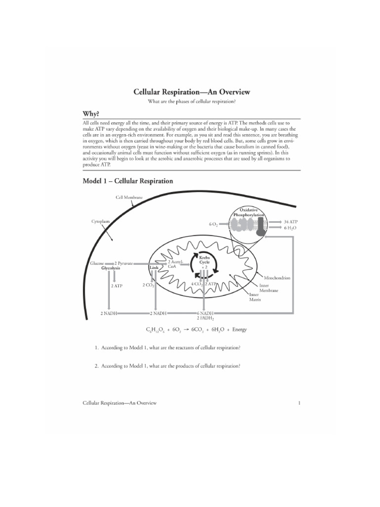 Cell Respiration Homework | PDF