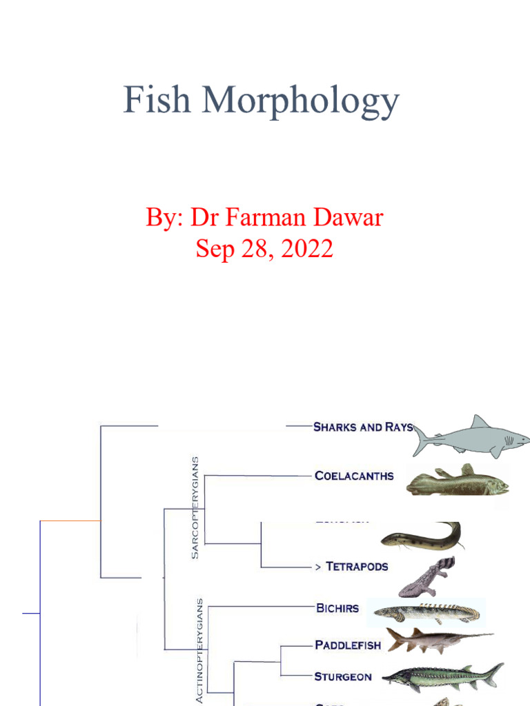 Fish Morphology | PDF | Fish | Mimicry