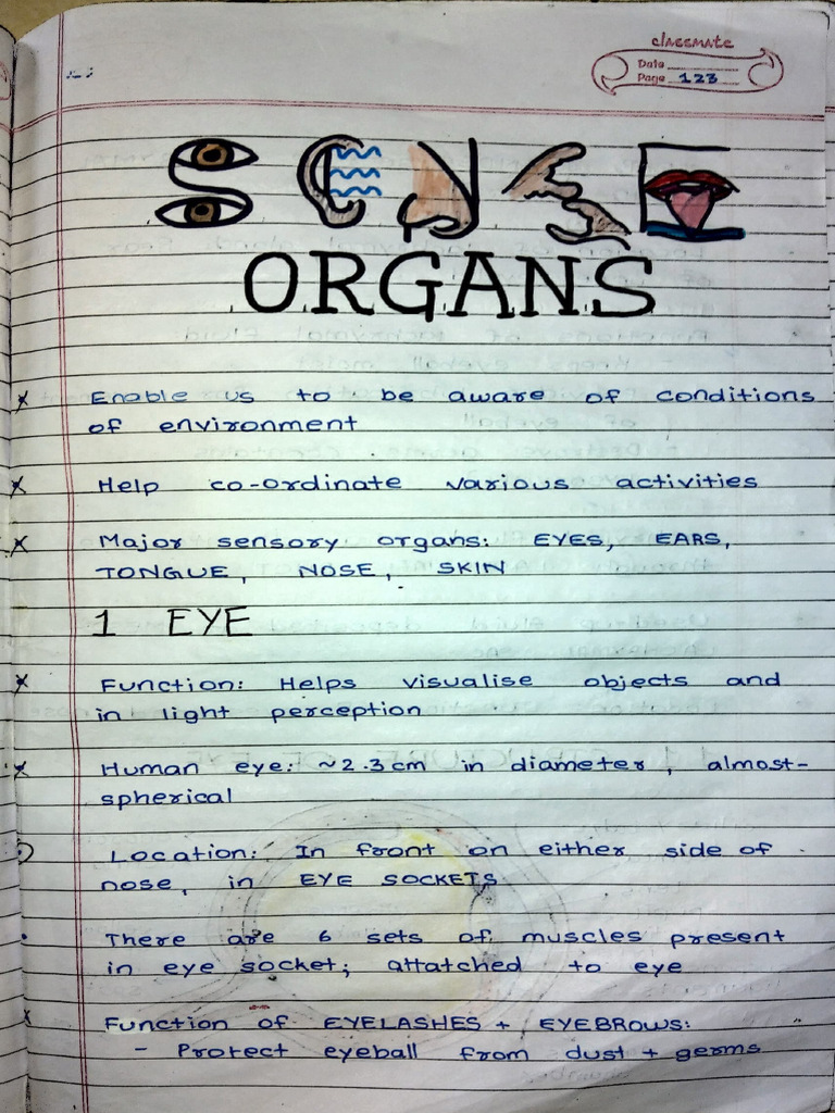 Sense Organs - Notes | PDF | Ear | Visual System
