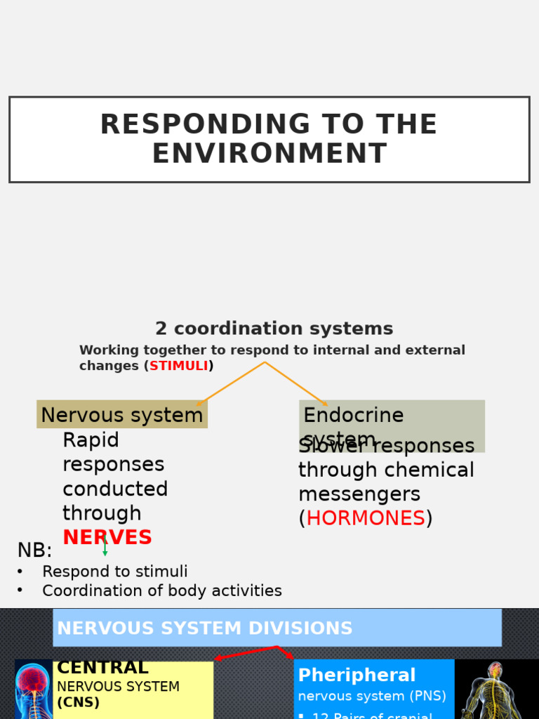 Nervous System 2025 PPT - IK | PDF | Motor Neuron | Nervous System