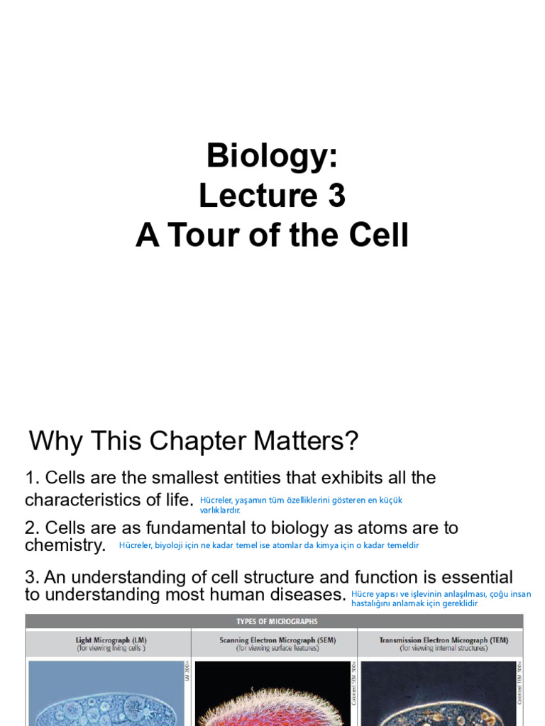 A Tour of The Cell | PDF