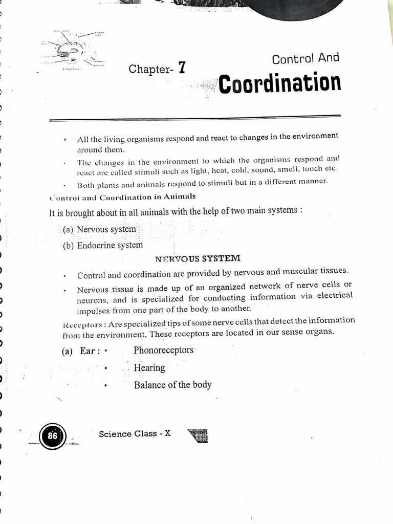 Control and coordination[1] | PDF | Nervous System | Neuron
