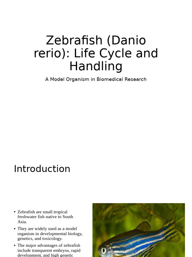 Zebrafish Life Cycle and Handling Animal Model | PDF | Embryo | Biology