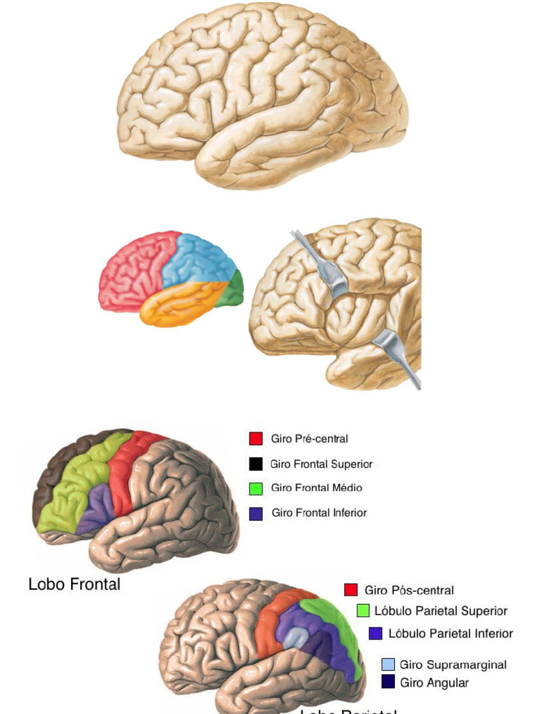 telencéfalo | PDF | Sistema límbico | Córtex cerebral