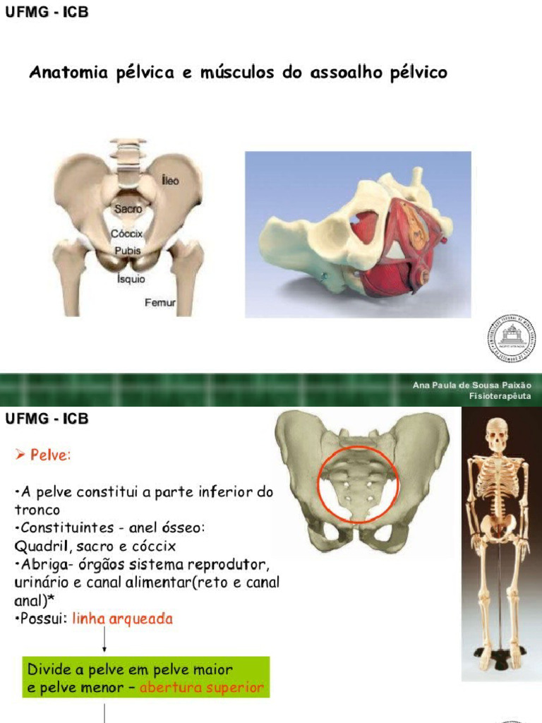 Pelve e Períneo | PDF