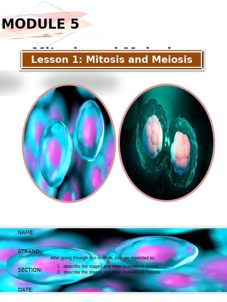Module 5 Lesson 1 Mitosis and Meiosis | PDF | Meiosis | Mitosis