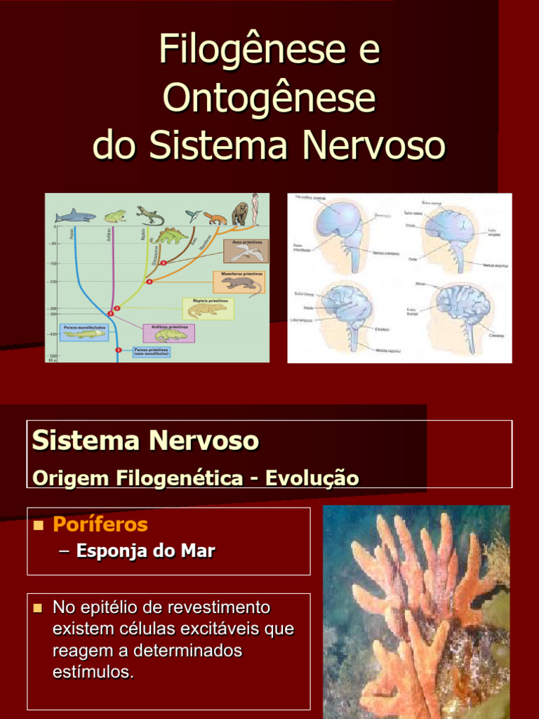 Filogênese e Ontogênese do Sistema Nervoso | PDF | Sistema nervoso ...