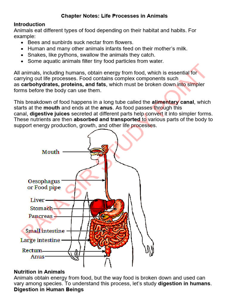 Animal Digestion and Nutrition Explained | PDF | Digestion | Respiratory System
