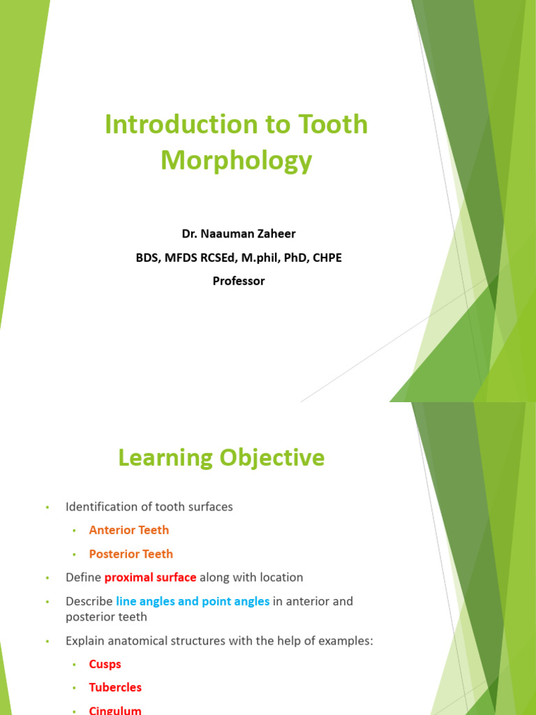 Introduction To Tooth Morphology - 04 | PDF | Dental Anatomy | Dentistry