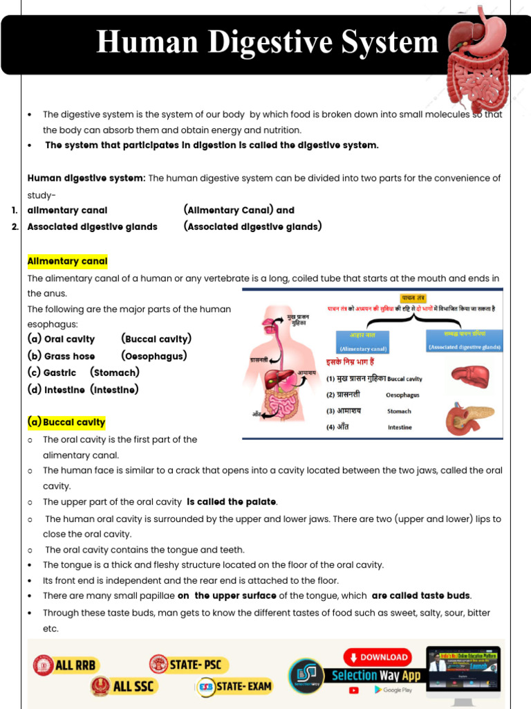 Digestive System Ebook (English) | PDF | Digestion | Human Digestive System