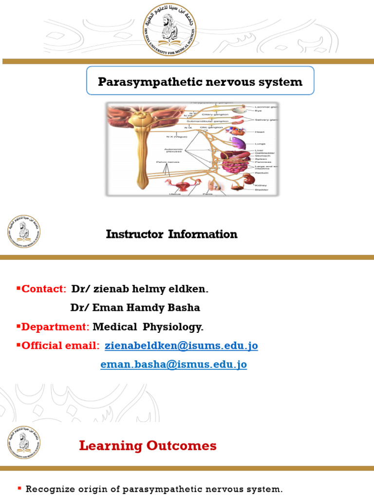 L15 Parasympathetic Nervous System | PDF | Vagus Nerve | Human Anatomy
