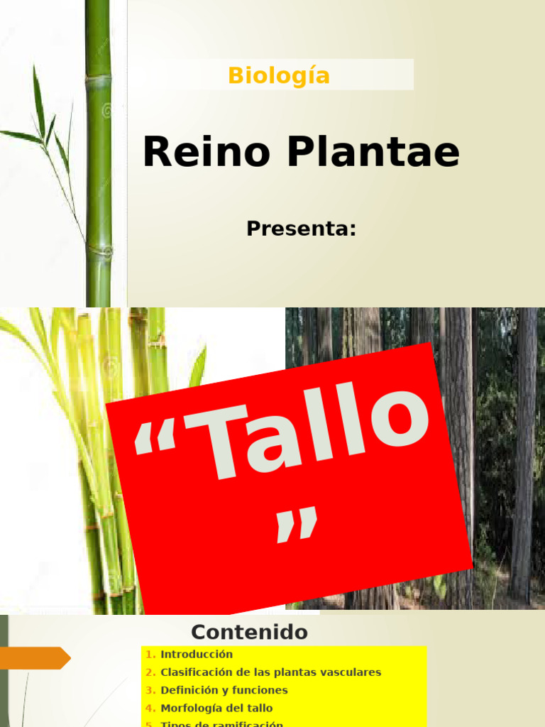 Semana 5 El Tallo En Plantas Vasculares | PDF | Tallo de la planta ...
