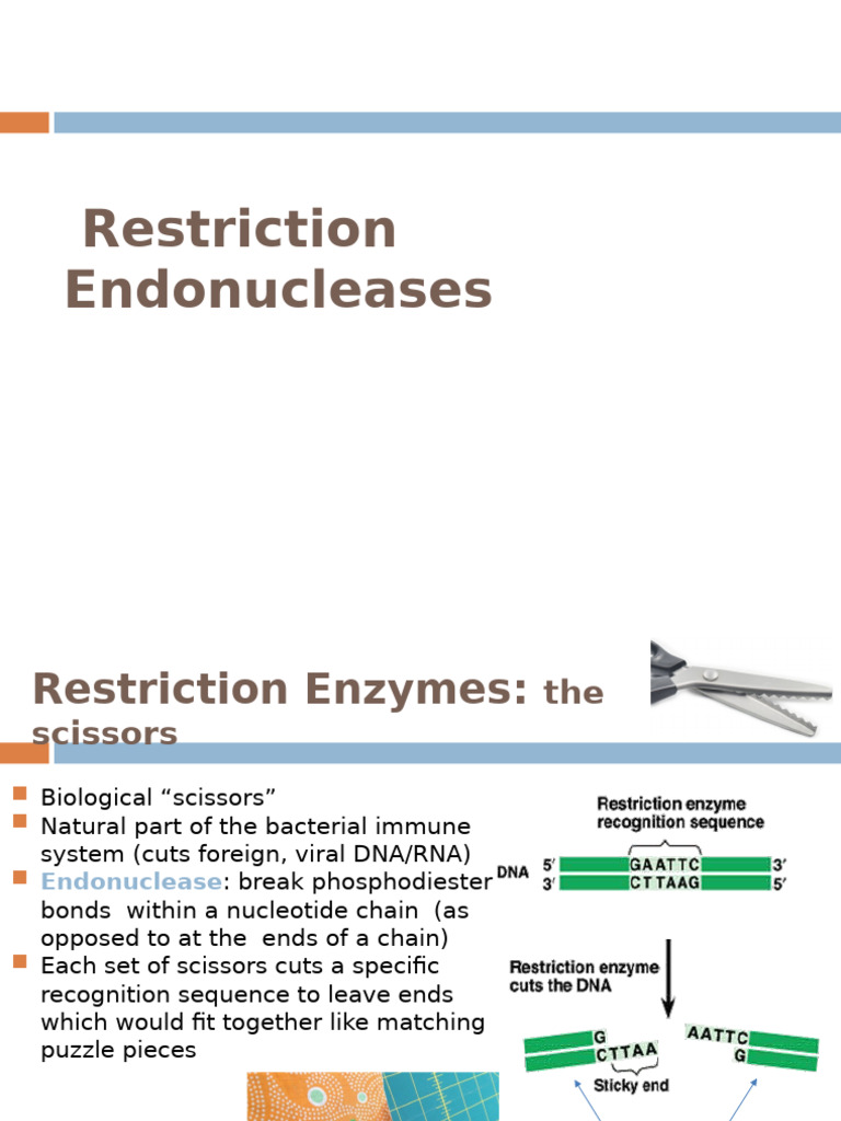 3 Restriction Enzymes | PDF | Restriction Enzyme | Nucleic Acids