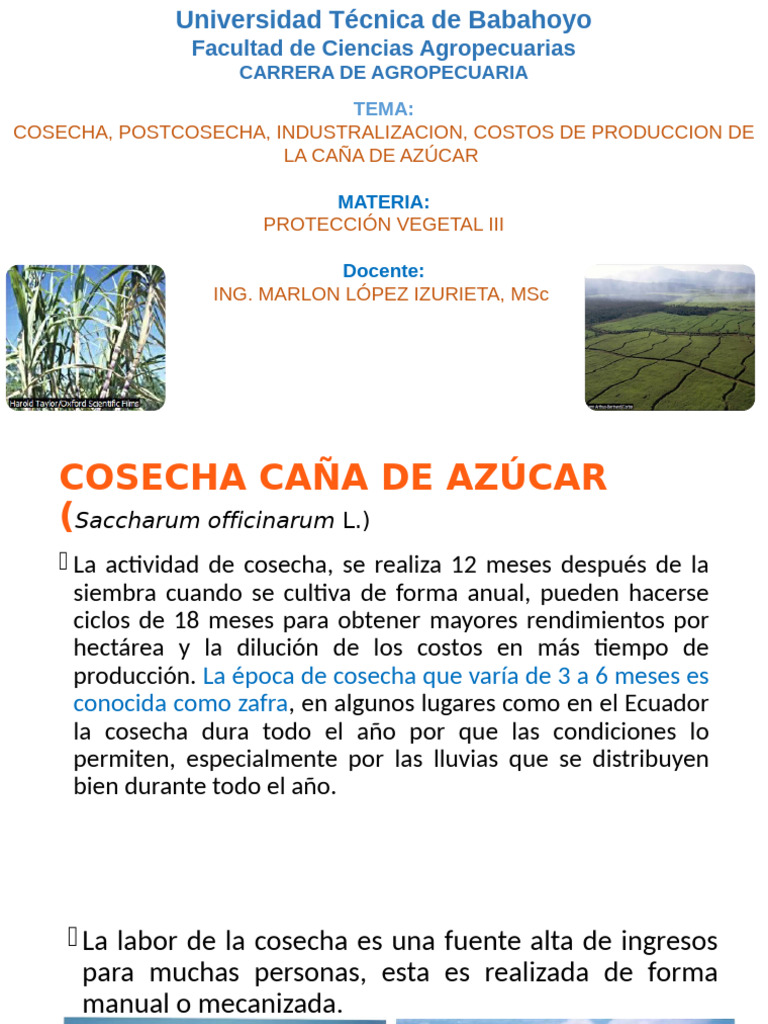 Cosecha y Costos de Caña de Azúcar | PDF | Caña de azúcar | Cosecha