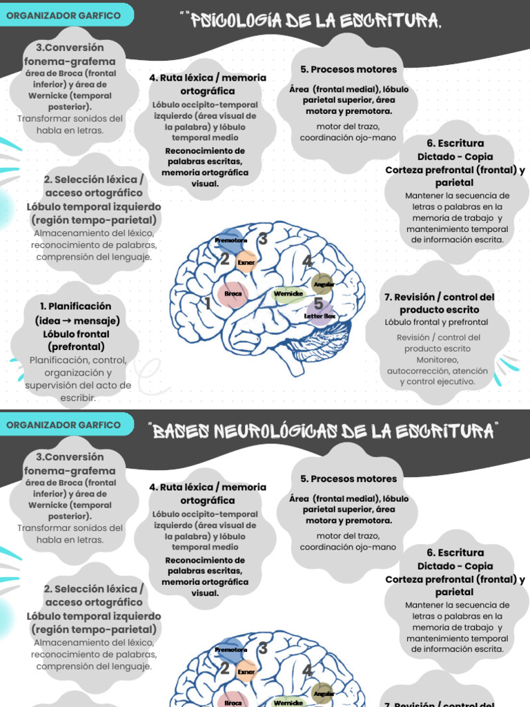 Organizador Gráfico Spicologia de La Escritura | PDF | Lóbulo temporal ...