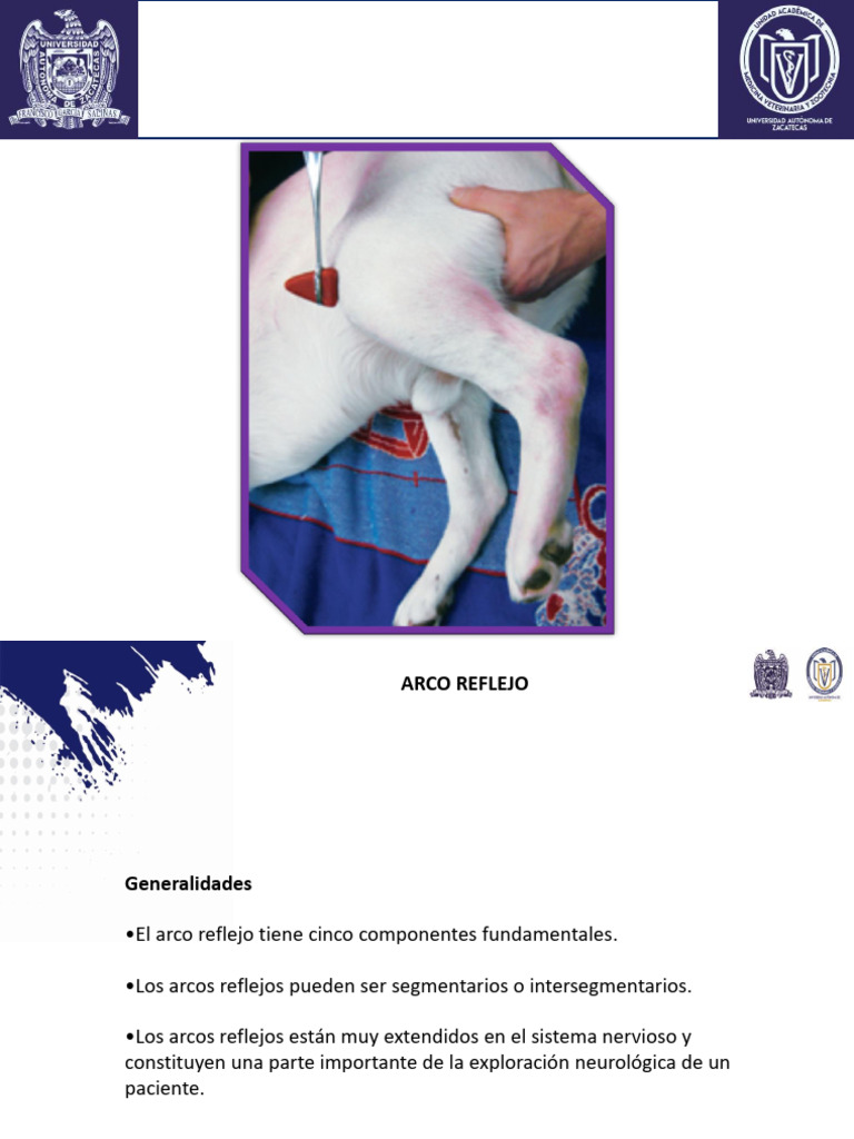 3 Arco Reflejo | PDF | Sistema nervioso | Sentidos