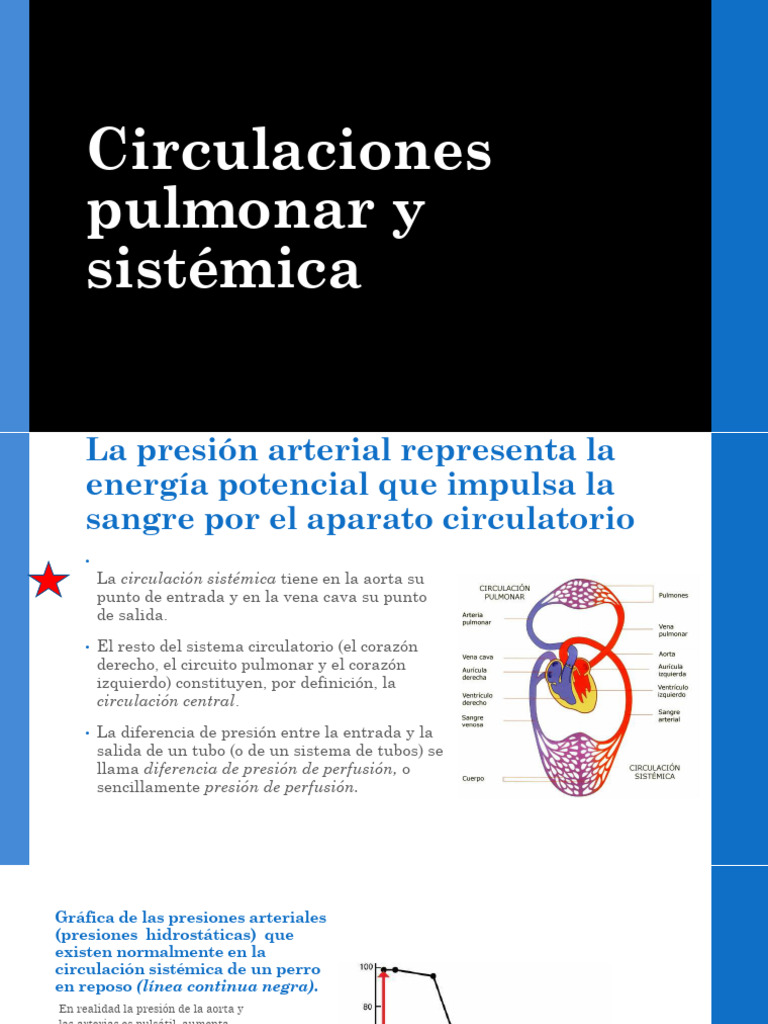 Circulación Pulmonar y Sistémica Explicada | PDF | Artería | Presión ...