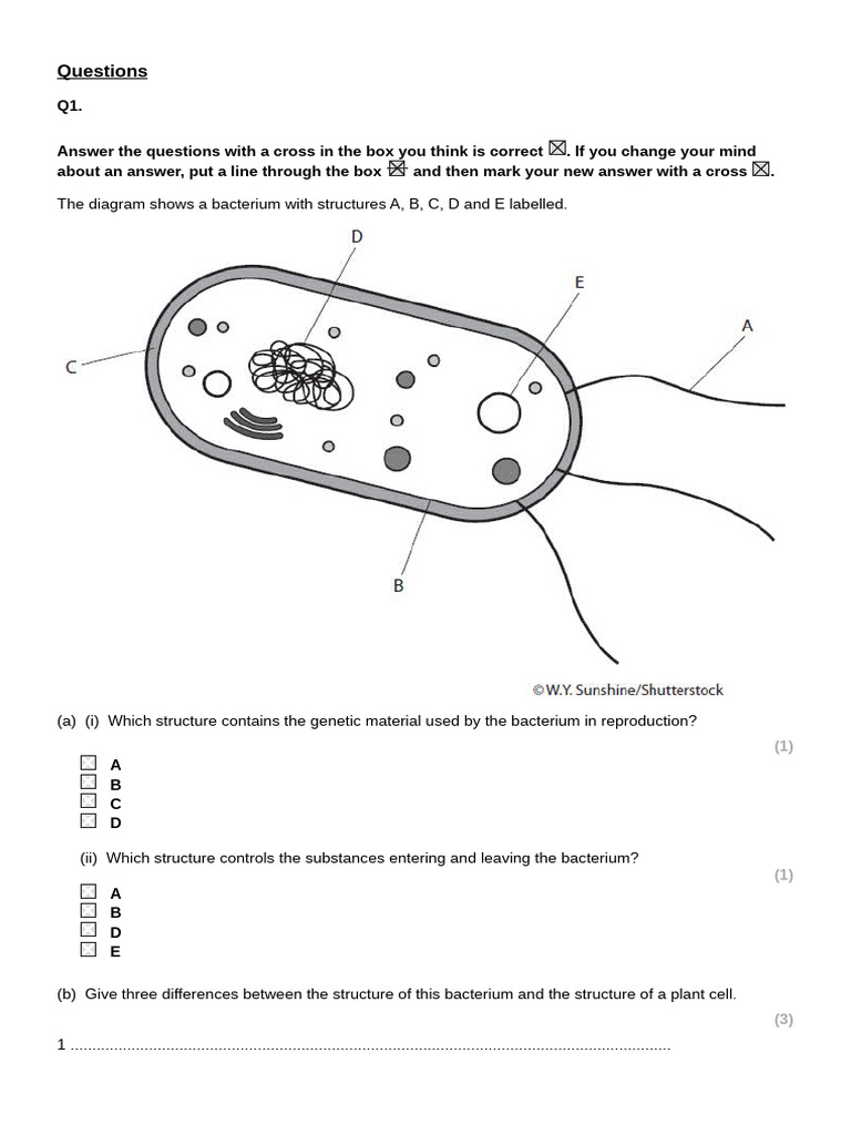 Biology Topic 1 | PDF | Bacteria | Food Web