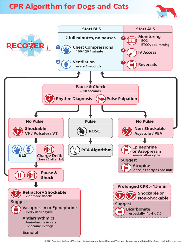 2025 CPR Algorithm | PDF | Cardiopulmonary Resuscitation | Survival Skills