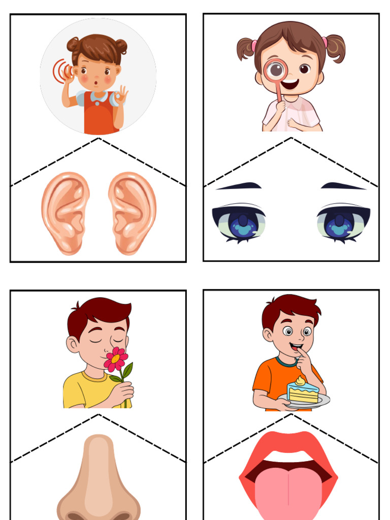 EFK Five Senses | PDF