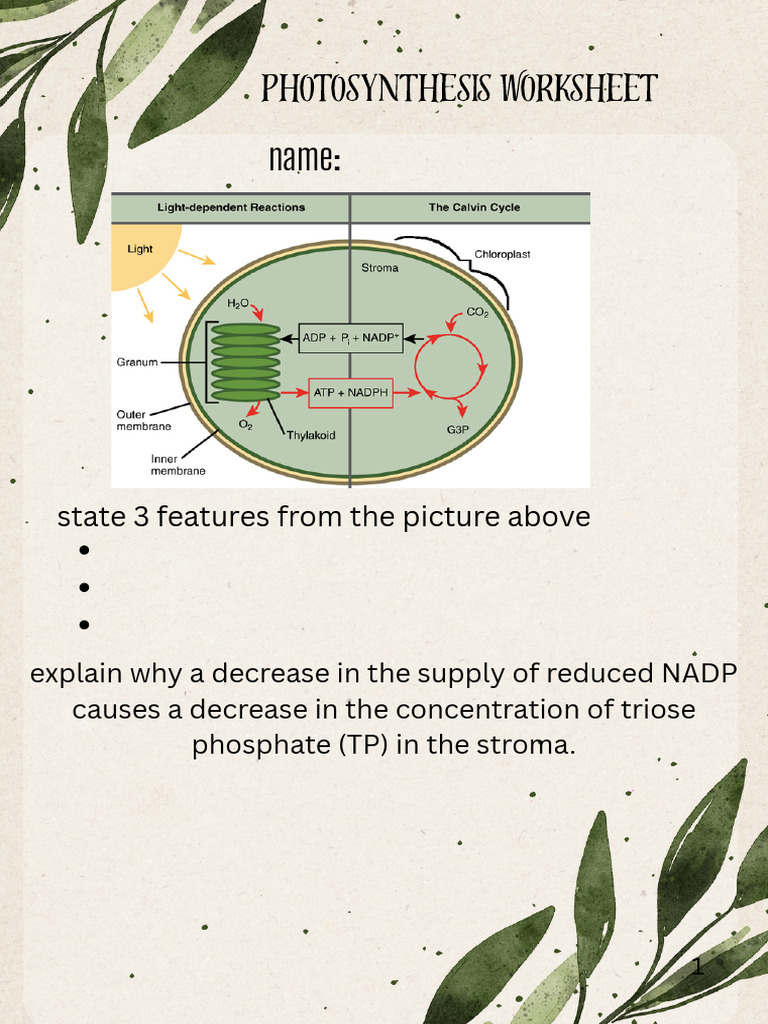 Photosynthesis Worksheet | PDF