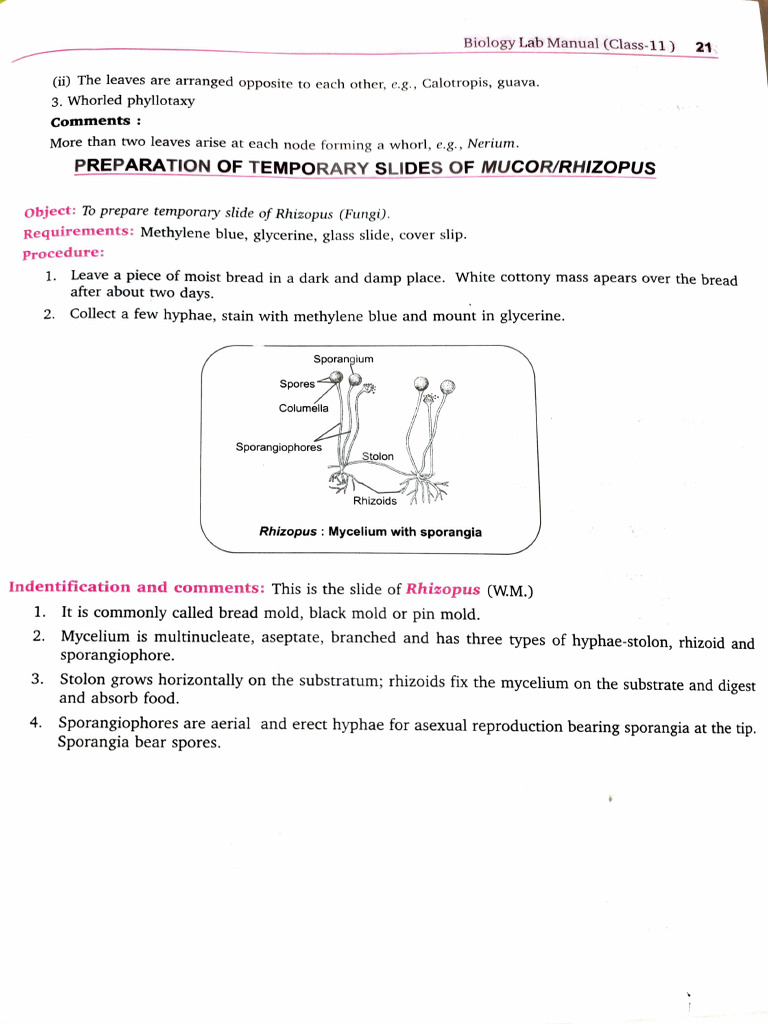 Preparing Rhizopus Temporary Slides | PDF