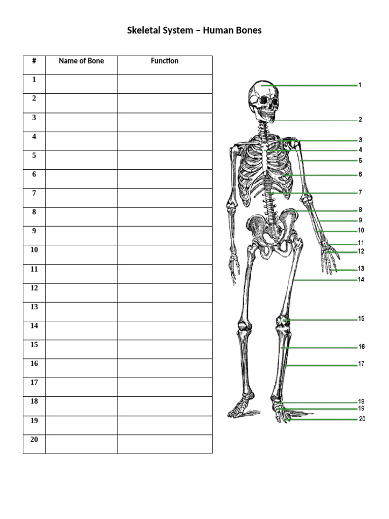 Bones+ +Practice+Worksheet | PDF