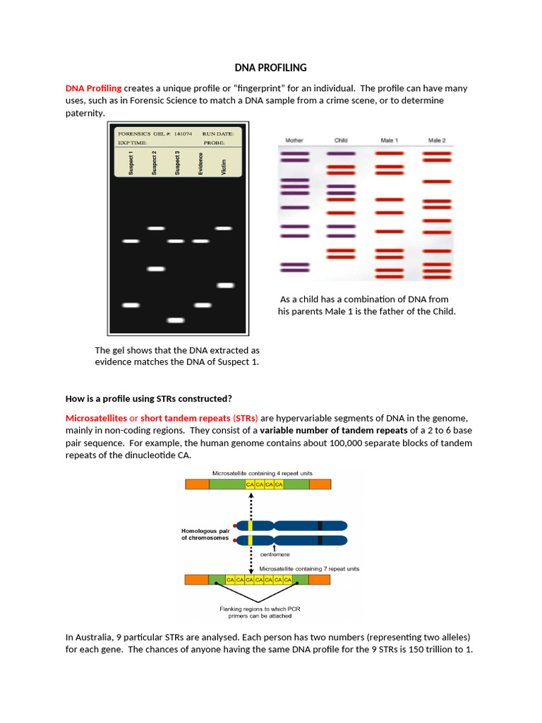 Dna Profiling | PDF
