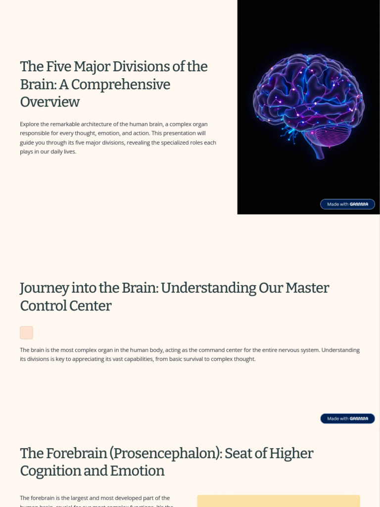 Overview of Brain's Five Divisions | PDF | Cerebrum | Brain