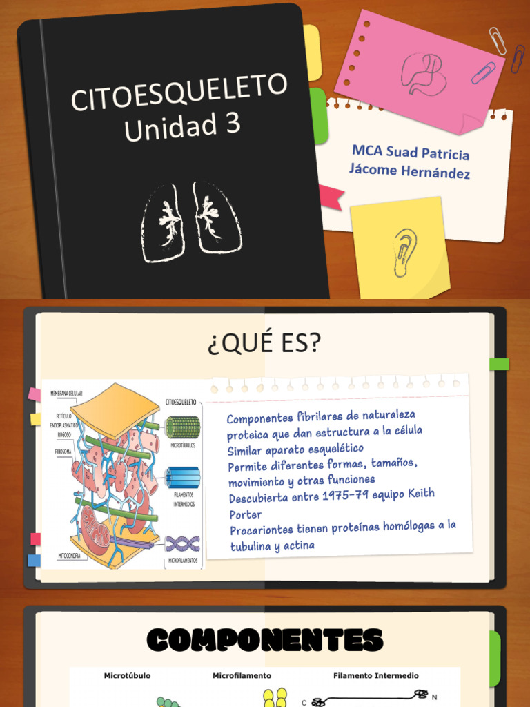 Estructura y Funciones del Citoesqueleto | PDF | Microtúbulos | Anatomía