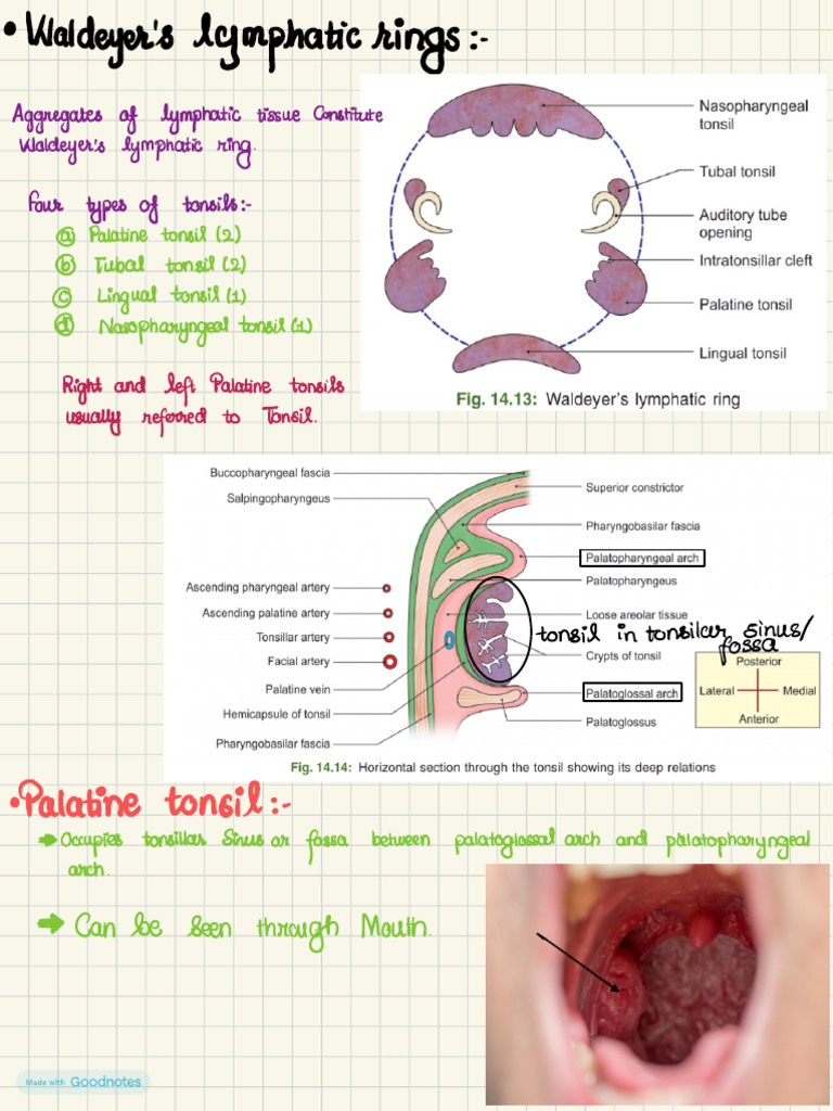 Waldeyer - S Lymphatic Rings | PDF | Tongue | Otorhinolaryngology