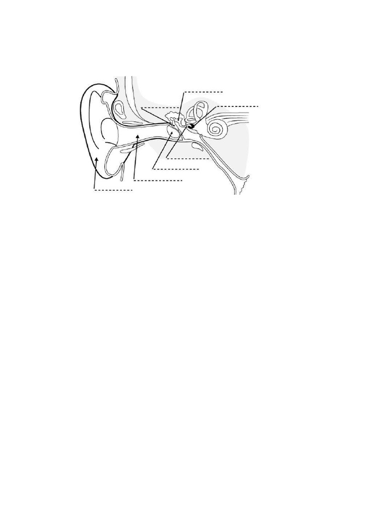 Slikice | PDF