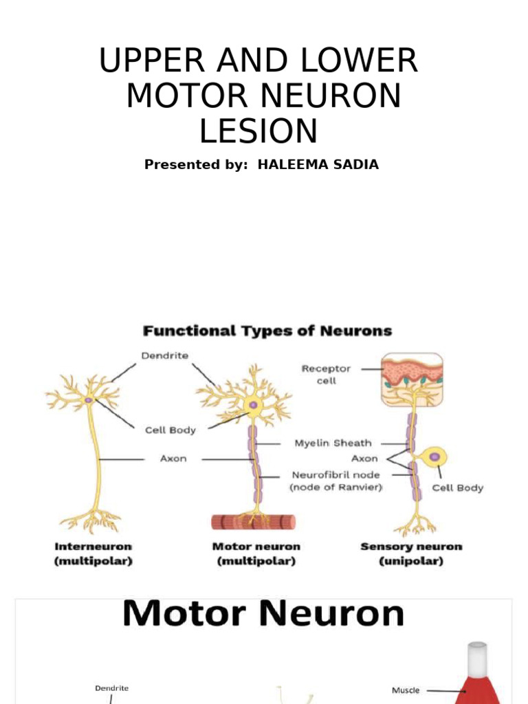 Upper and Lower Motor Neuron Lesion: Presented By: HALEEMA SADIA | PDF