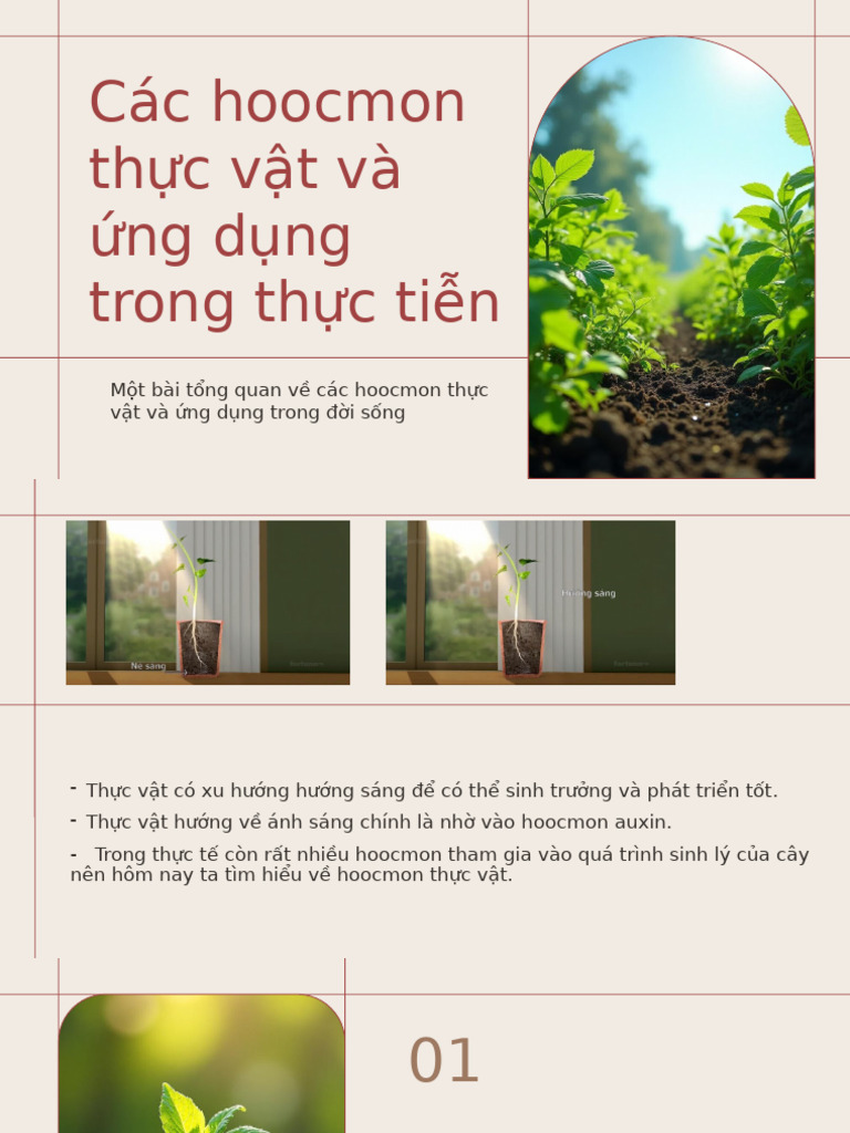 Plant Homones | PDF