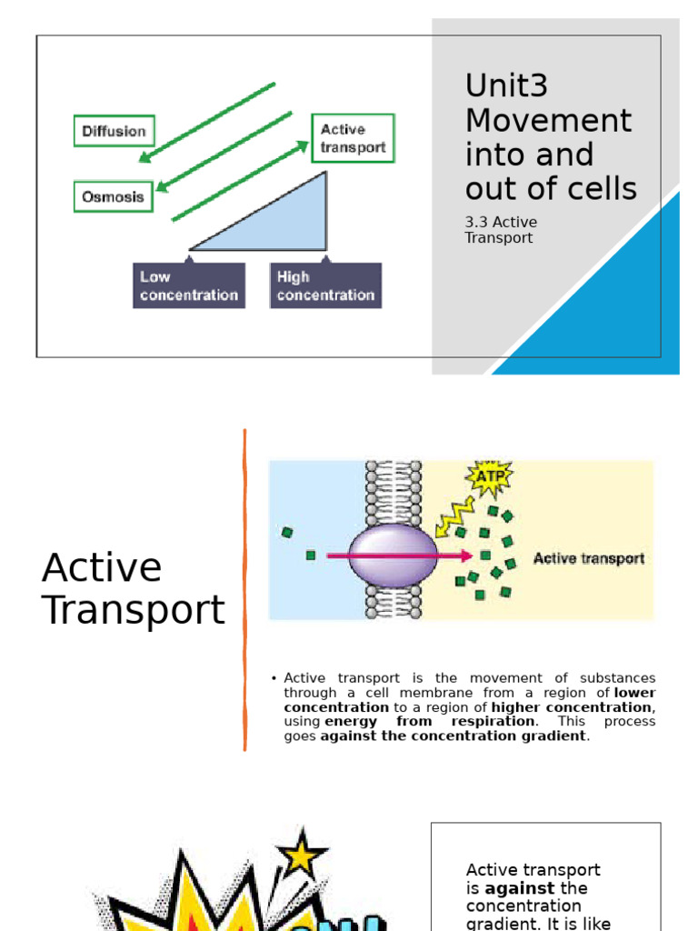 3.3 Active Transport | PDF