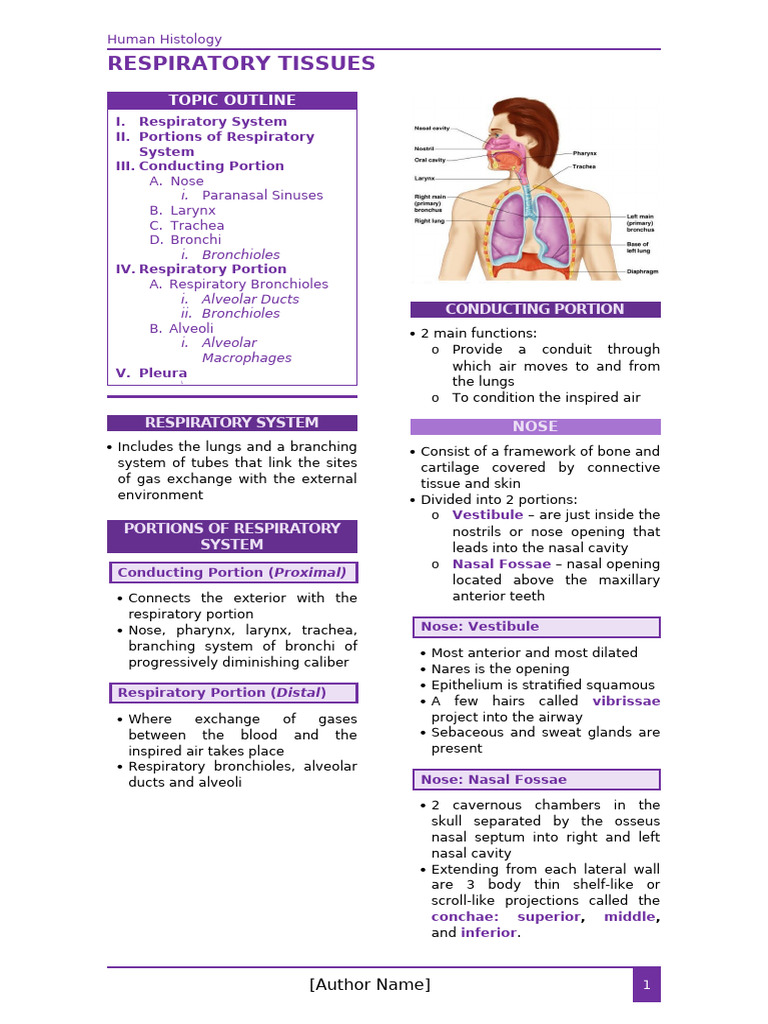Human Respiratory Histology Overview | PDF | Respiratory Tract | Lung