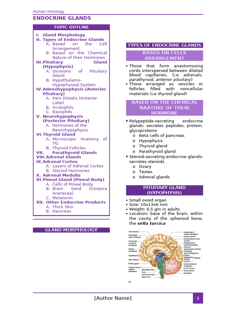 [Histology Lec] Endocrine | PDF | Pituitary Gland | Endocrine System