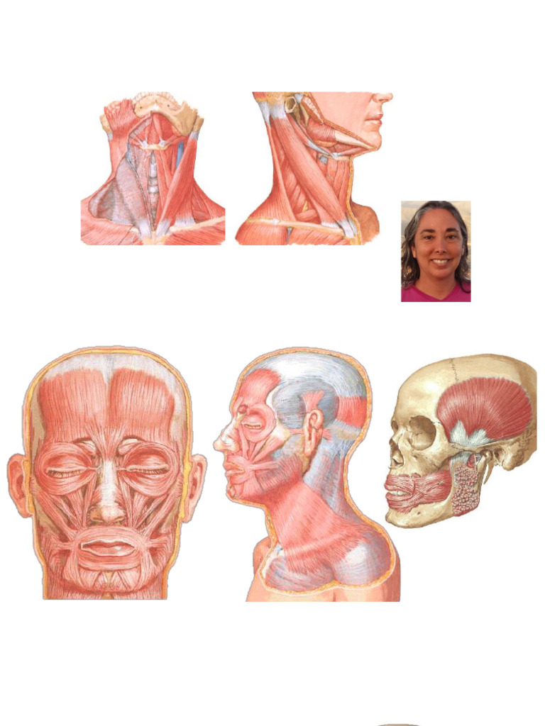 Músculos da Cabeça e Pescoço | PDF | Sistema Locomotor | Anatomia humana