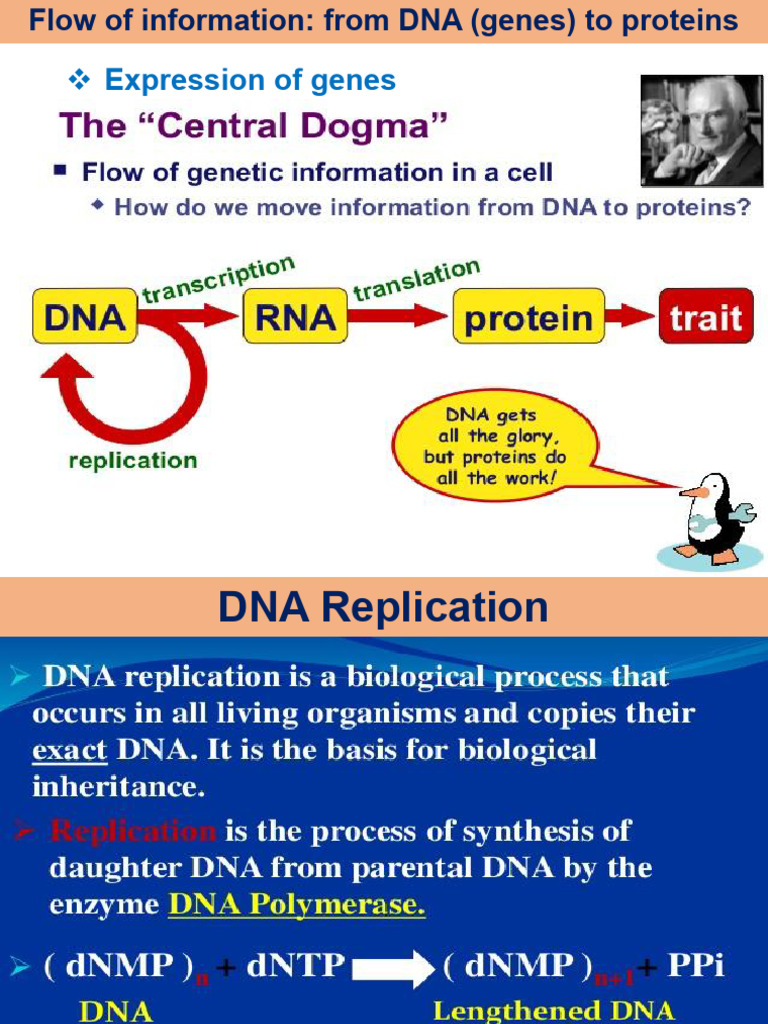 Unit-3-Flow of Information- DNA Replication | PDF | Dna Replication | Dna