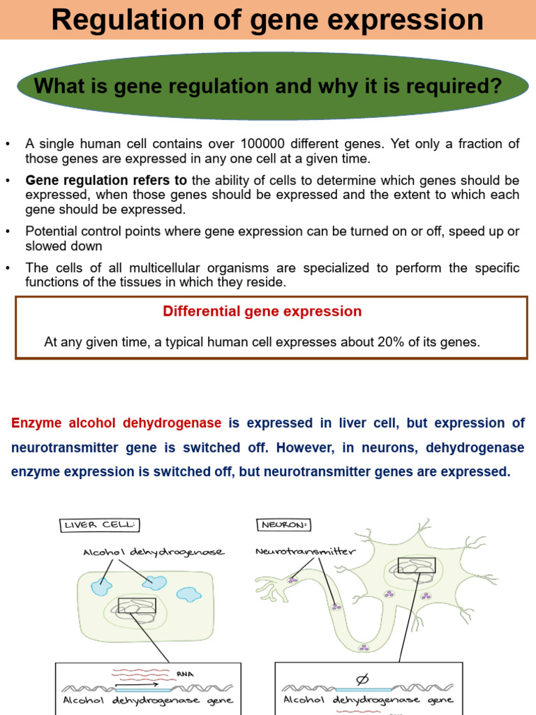 Unit 3 - Regulation of Gene Expression | PDF | Regulation Of Gene ...