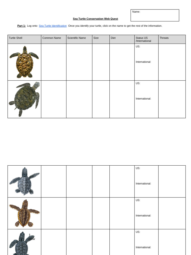Sea Turtle Conservation Web Quest | PDF | Sea Turtle | Endangered ...