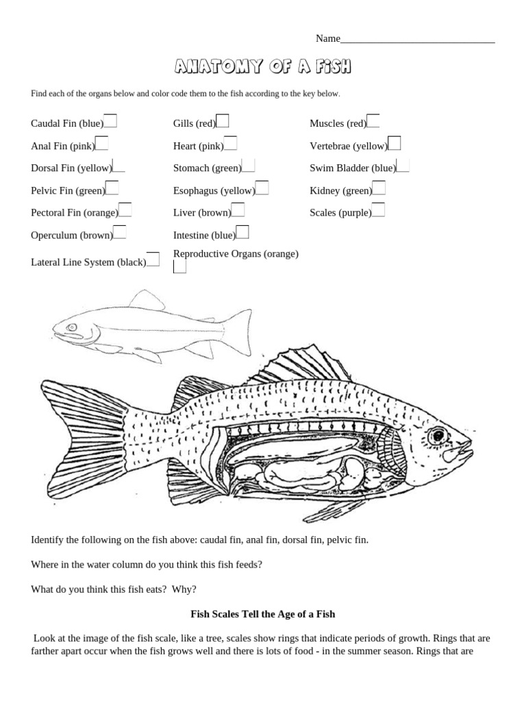 Fish Anatomy Coloring | PDF