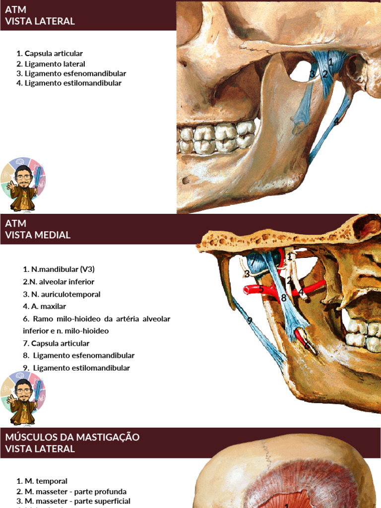 Anatomia da ATM e Músculos da Mastigação | PDF | Anatomia dos primatas ...