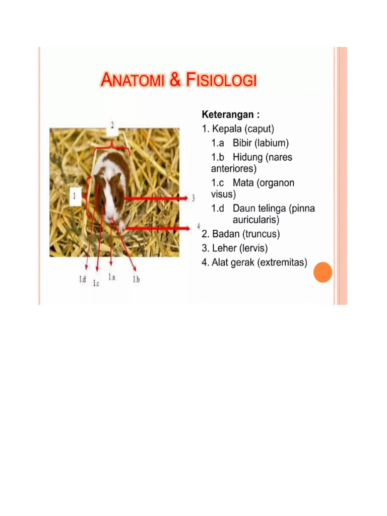 Literatur Morfologi Marmut | PDF