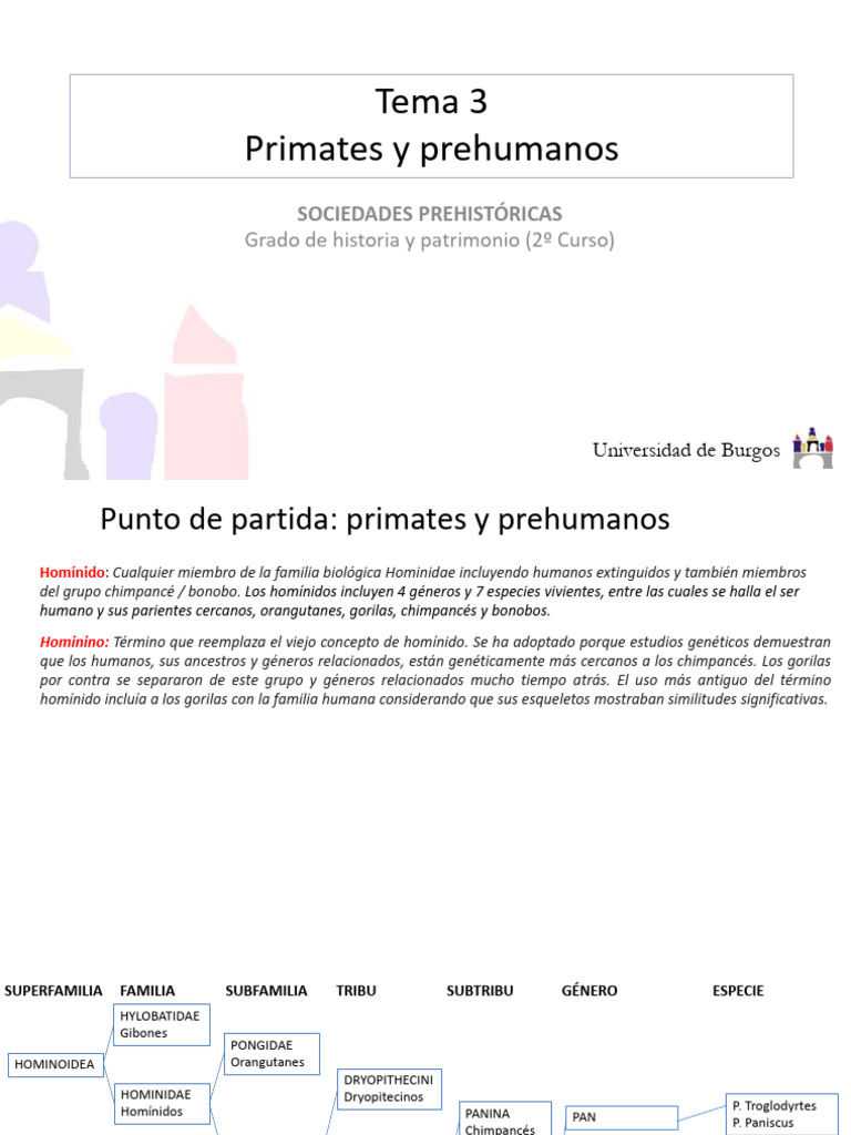 Tema 3. Primates y Prehumanos | PDF | Hominidae | Chimpancé