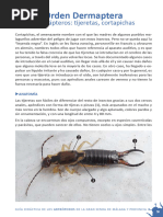 Picadura y características de la tijereta | PDF | Insectos